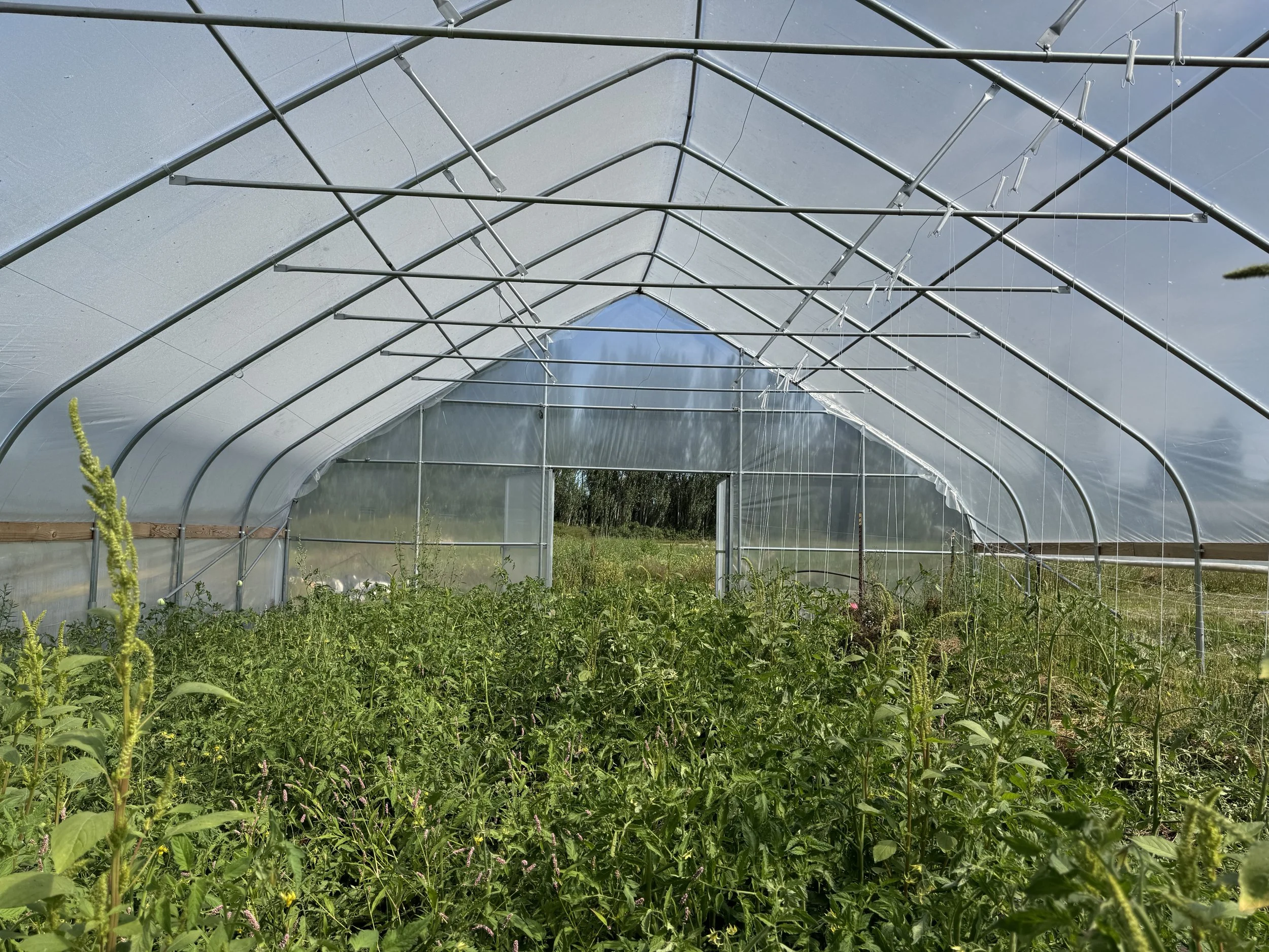 30' Wide Gothic Style Greenhouse — Greenhouse Kits