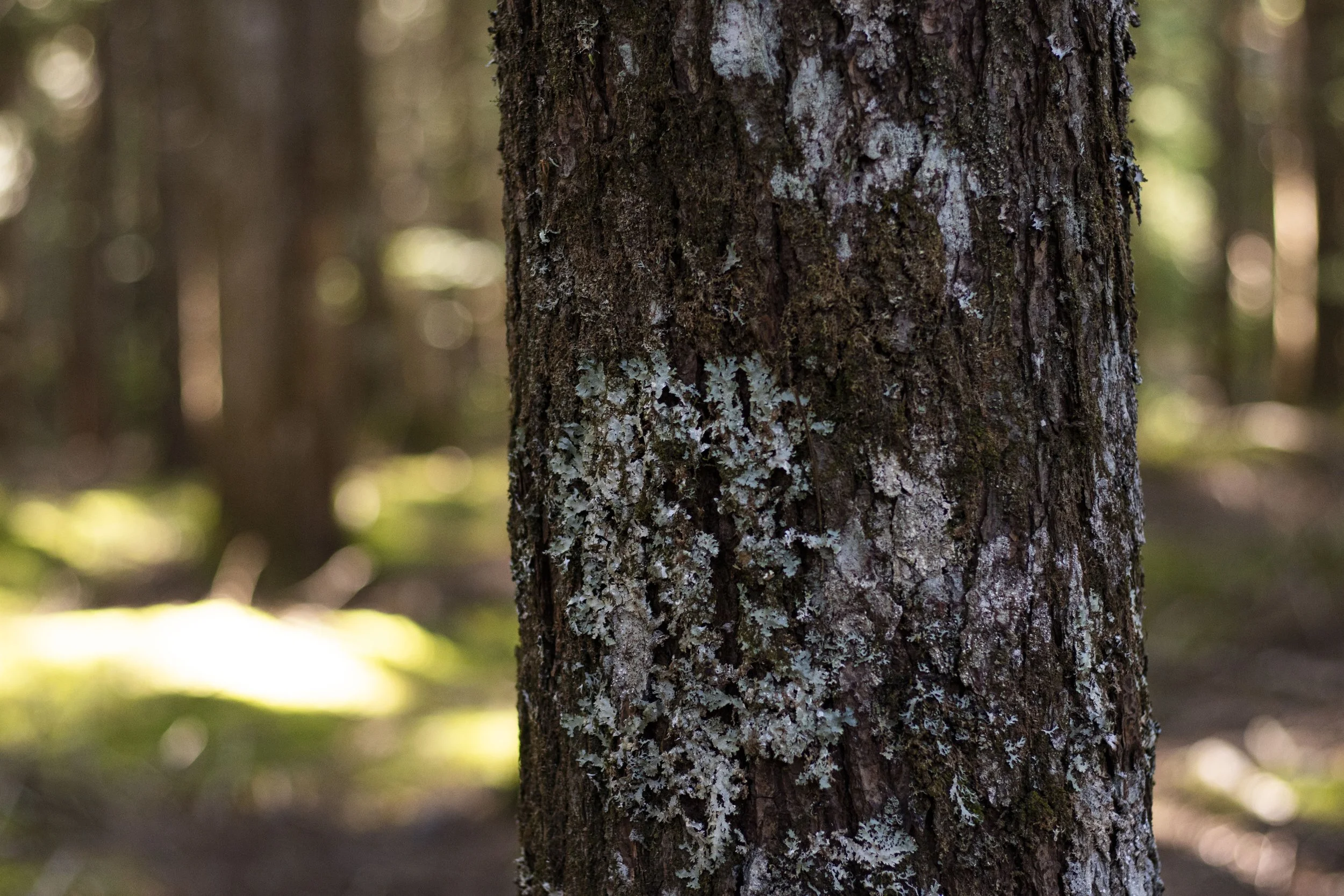 Wood Procurement — Freeman Lumber - Nova Scotia Canada