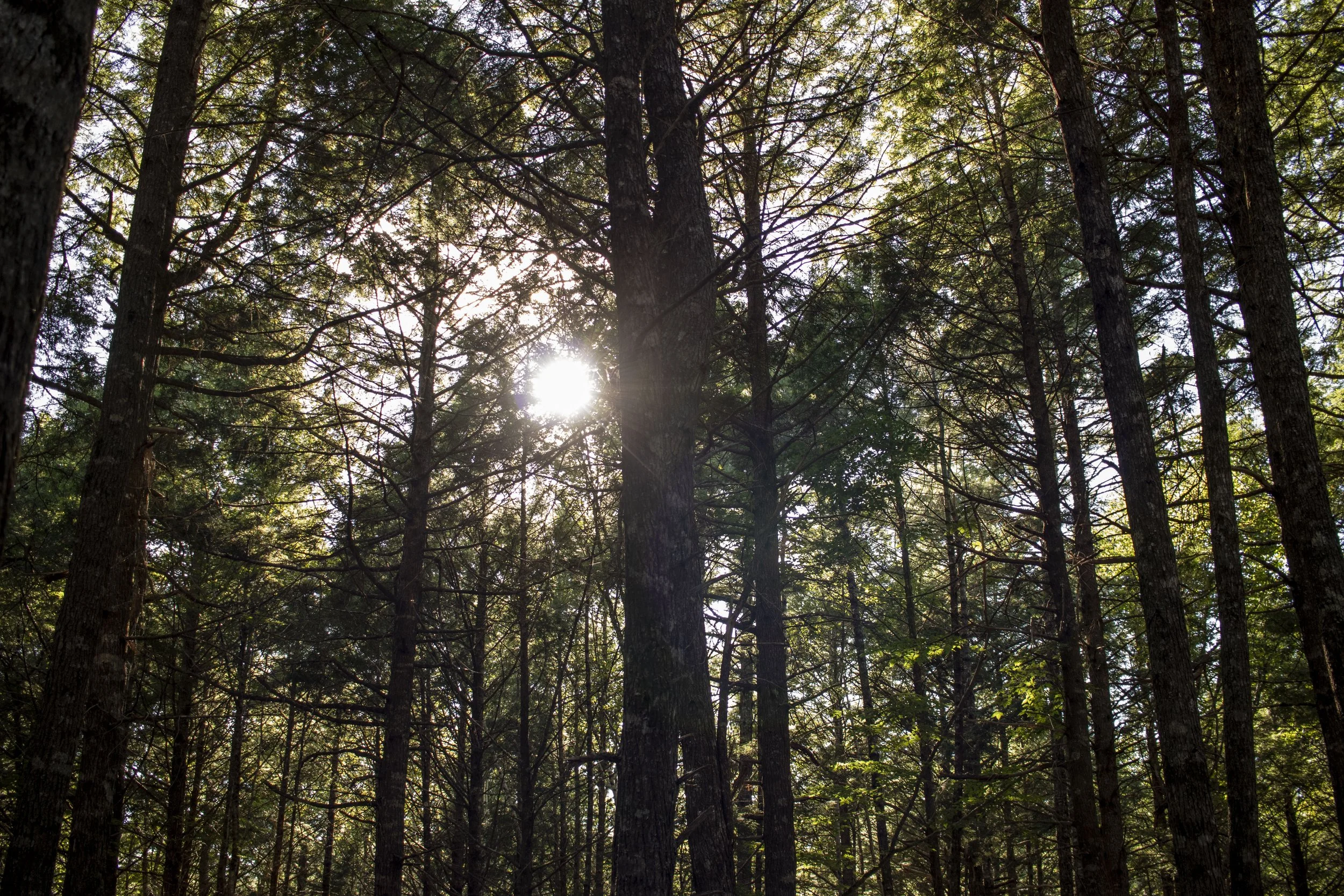 Freeman Lumber - Nova Scotia Canada