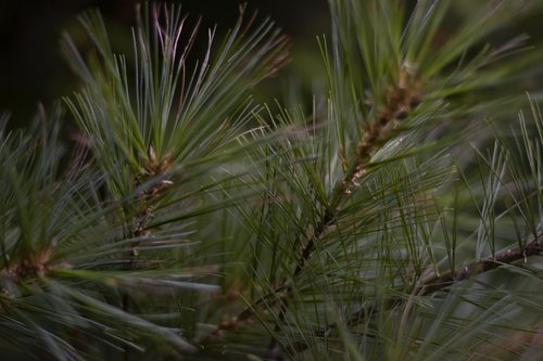 Freeman Lumber - Nova Scotia Canada