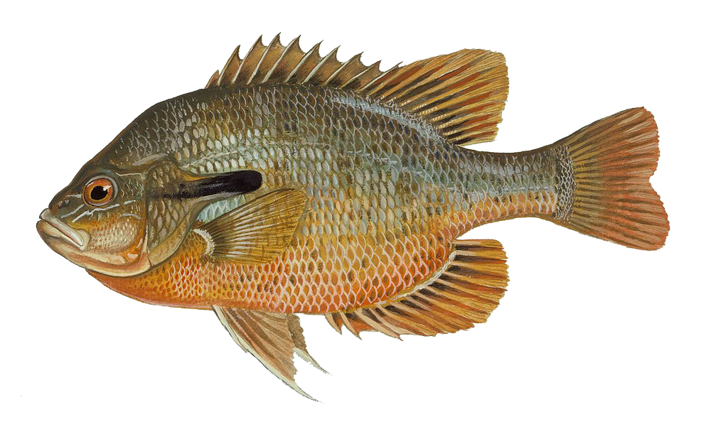 Fish Reports | Catch Your Next Adventure — Jim Nearys Live Bait ...