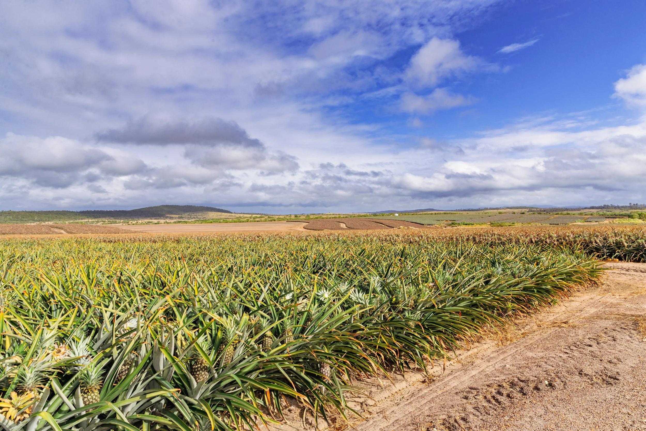 About Australian Pineapples — Australian Pineapples