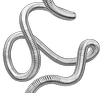 NUMEN™ Coil Embolization System — Microport Neuroscientific