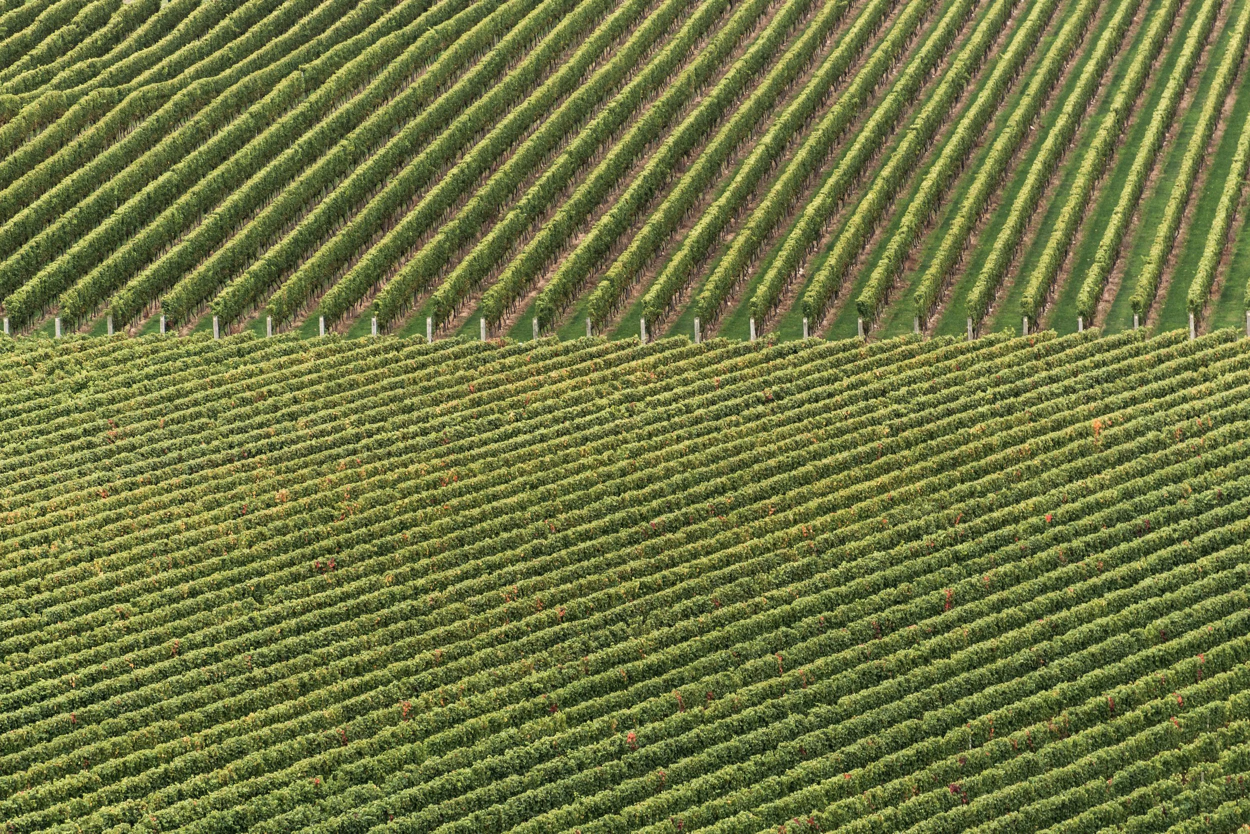 Our Wine — Grove Mill