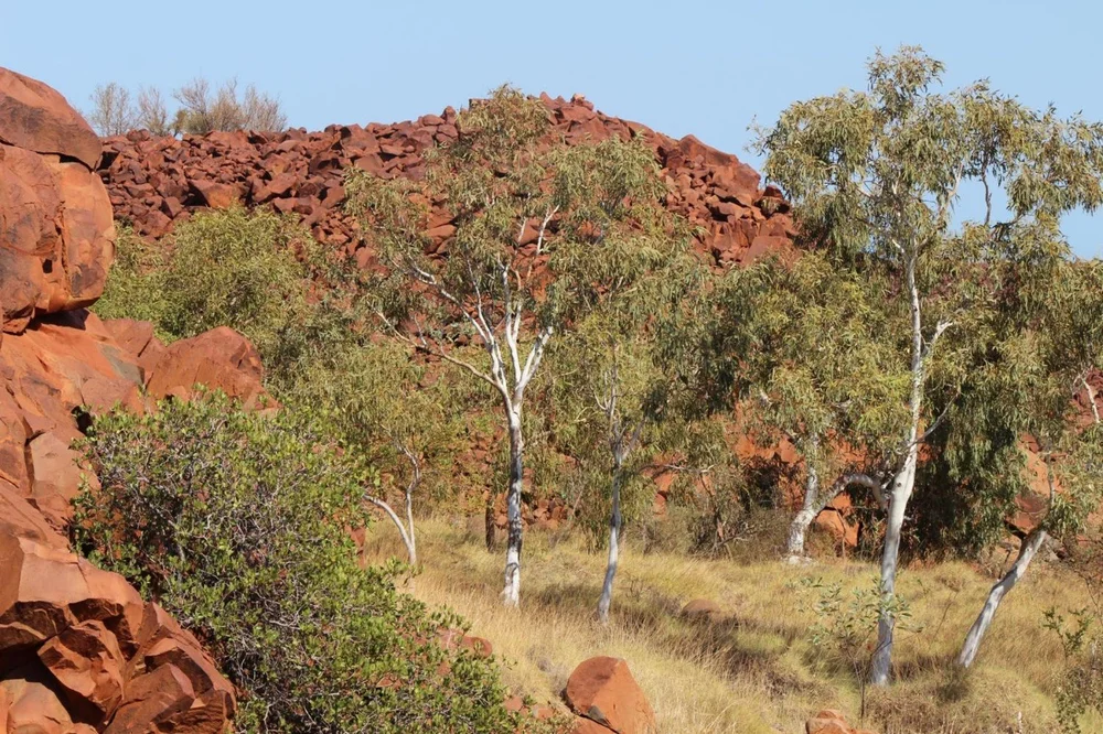 About Murujuga — Friends of Australian Rock Art