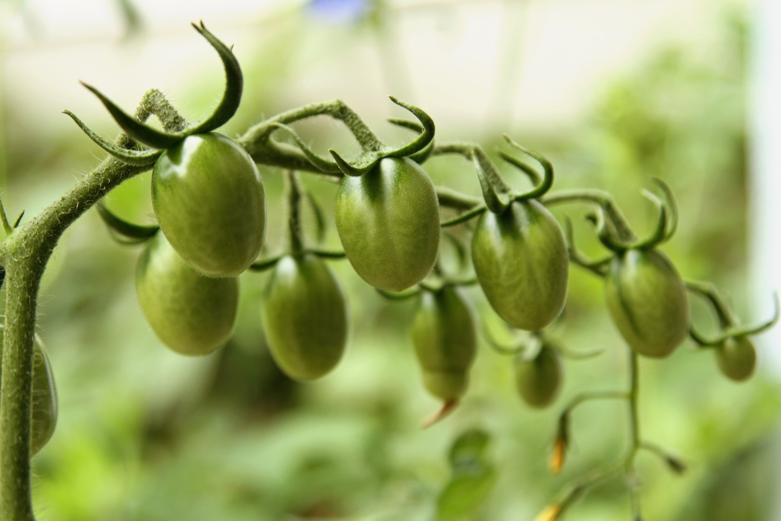 P'PETUAL — Northern Adelaide Plains Food Cluster P'PETUAL — Northern Adelaide Plains Food Cluster