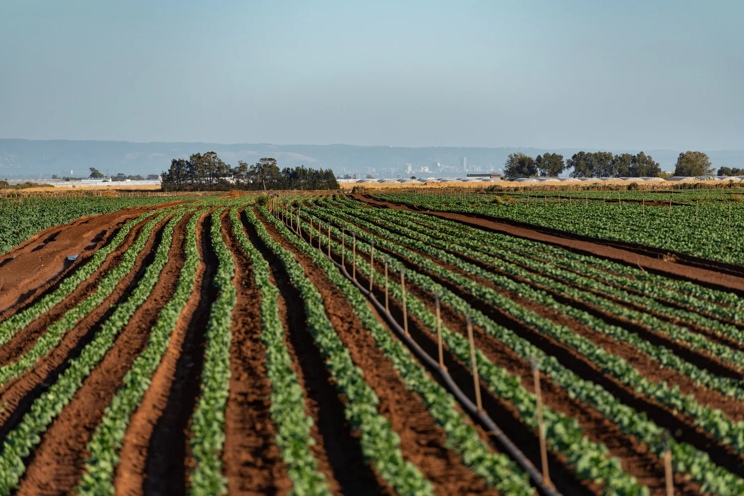 ABOUT THE CLUSTER — Northern Adelaide Plains Food Cluster