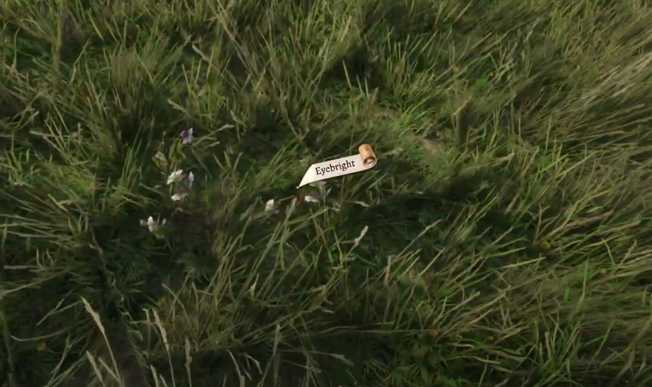 Where to Find and Get Eyebright KCD2 | Kingdom Come: Deliverance 2 Guide