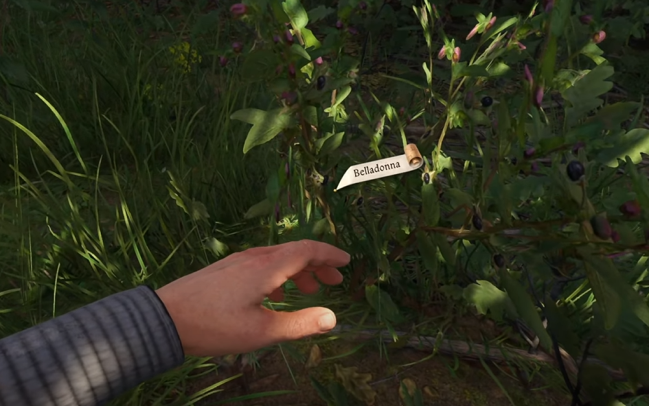 Belladonna Location Guide KCD2 | Kingdom Come: Deliverance 2 Where to ...