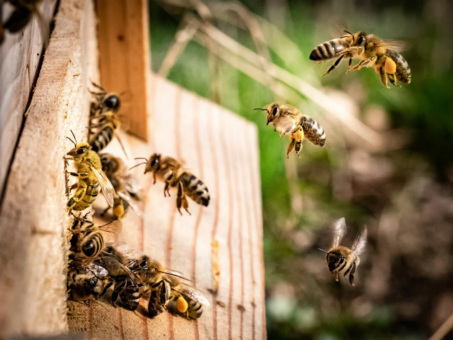 Why Bees Are Important — Geve's Bees