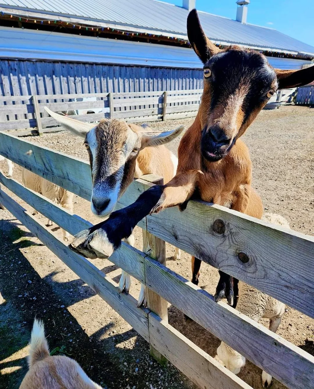 Attractions — Visit Mount Morris
