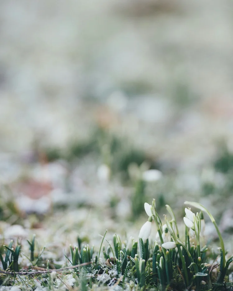 Seasonal Living List for March: Gentle Shift into Spring — escape the busy.