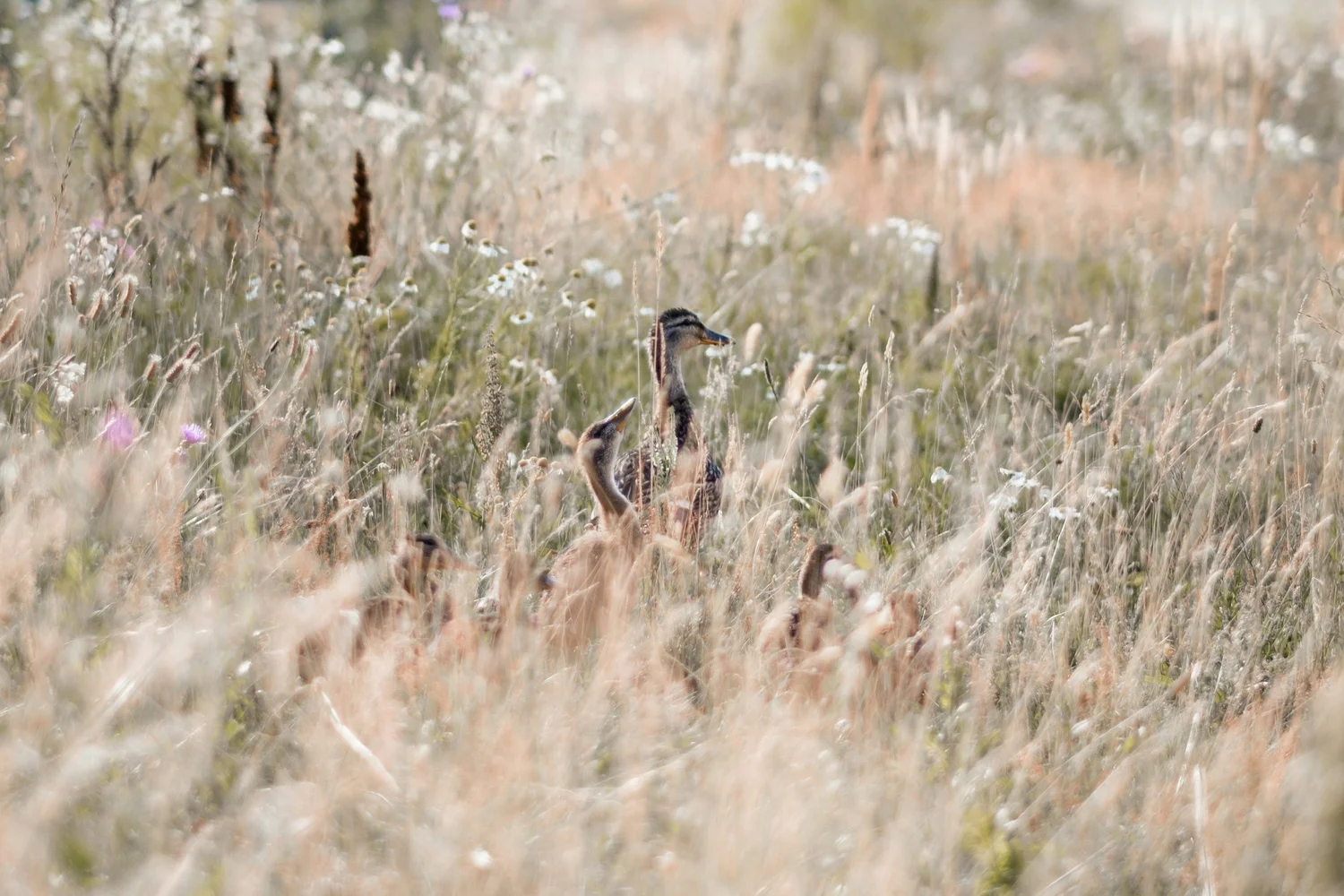 Celebrate the Summer Solstice: 11 Beautiful Ways to Mark the Longest ...