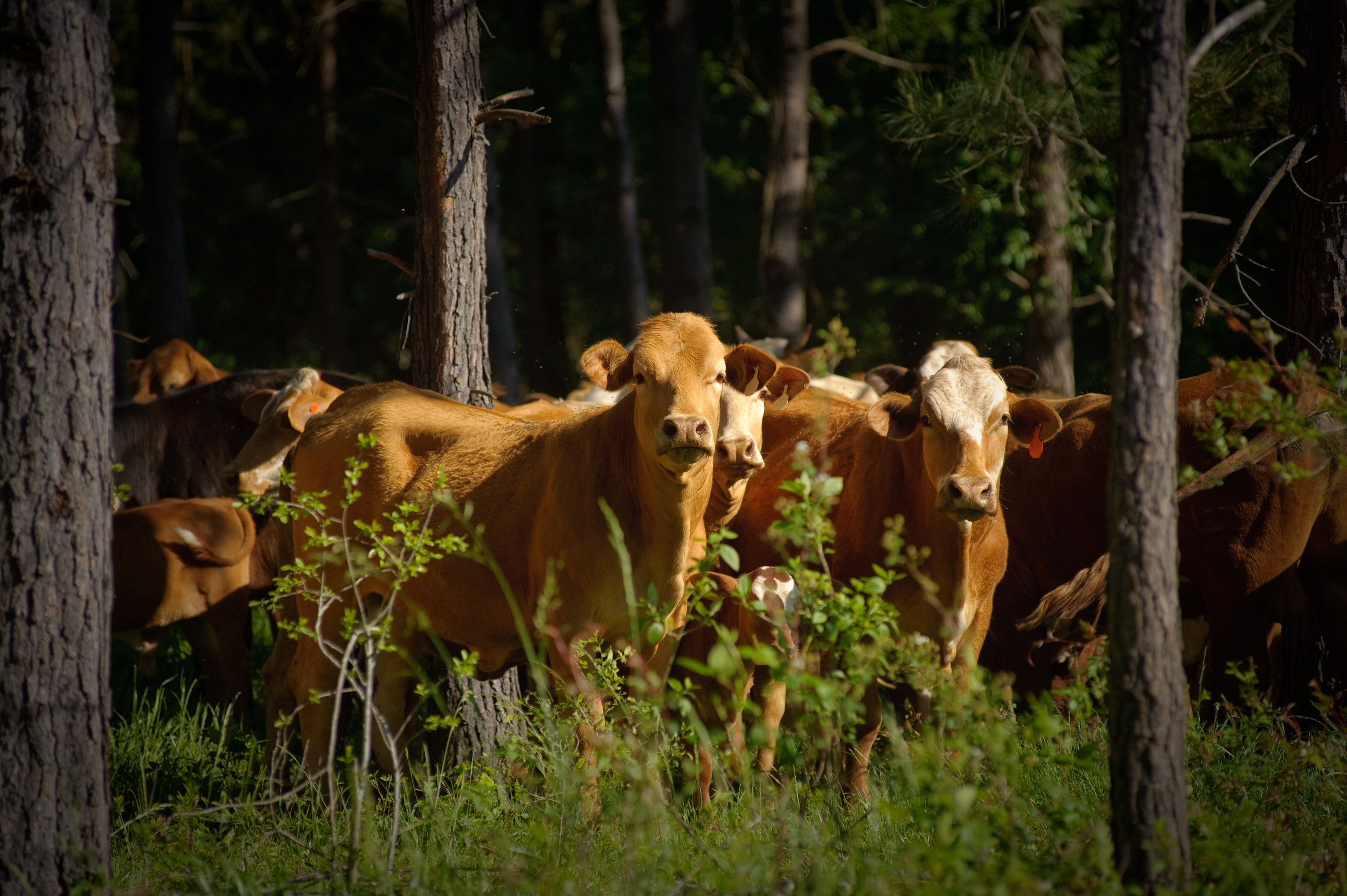 Regenerative Agriculture: Silvopasture | RIPE