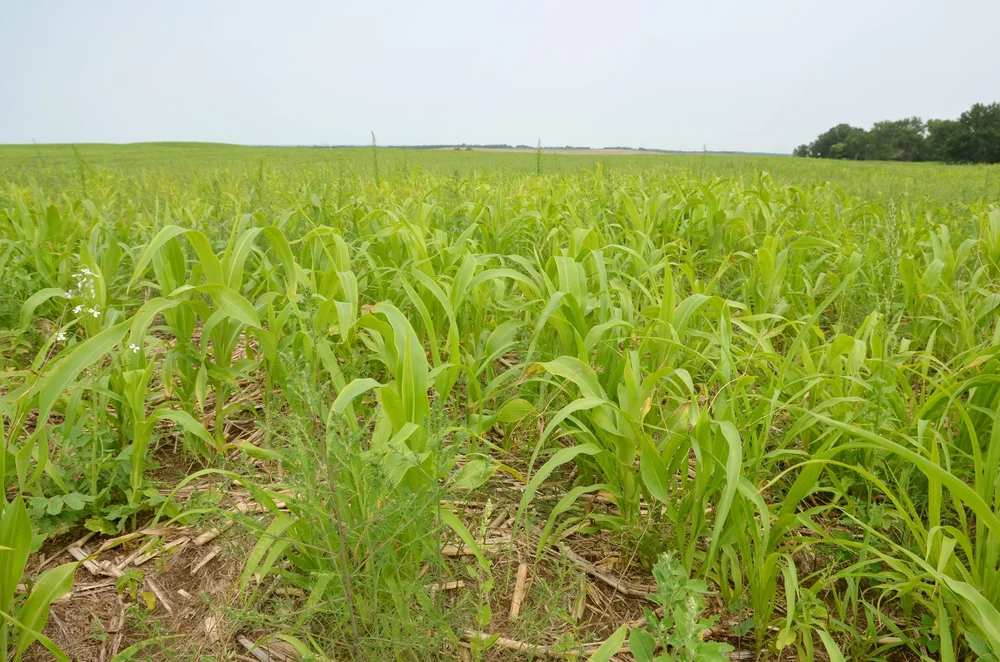 Regenerative Agriculture: Cover Crops | RIPE