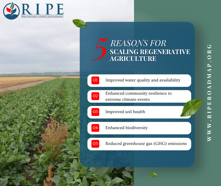 Preserving Golden Ground: Soil Health and Regenerative Agriculture | RIPE