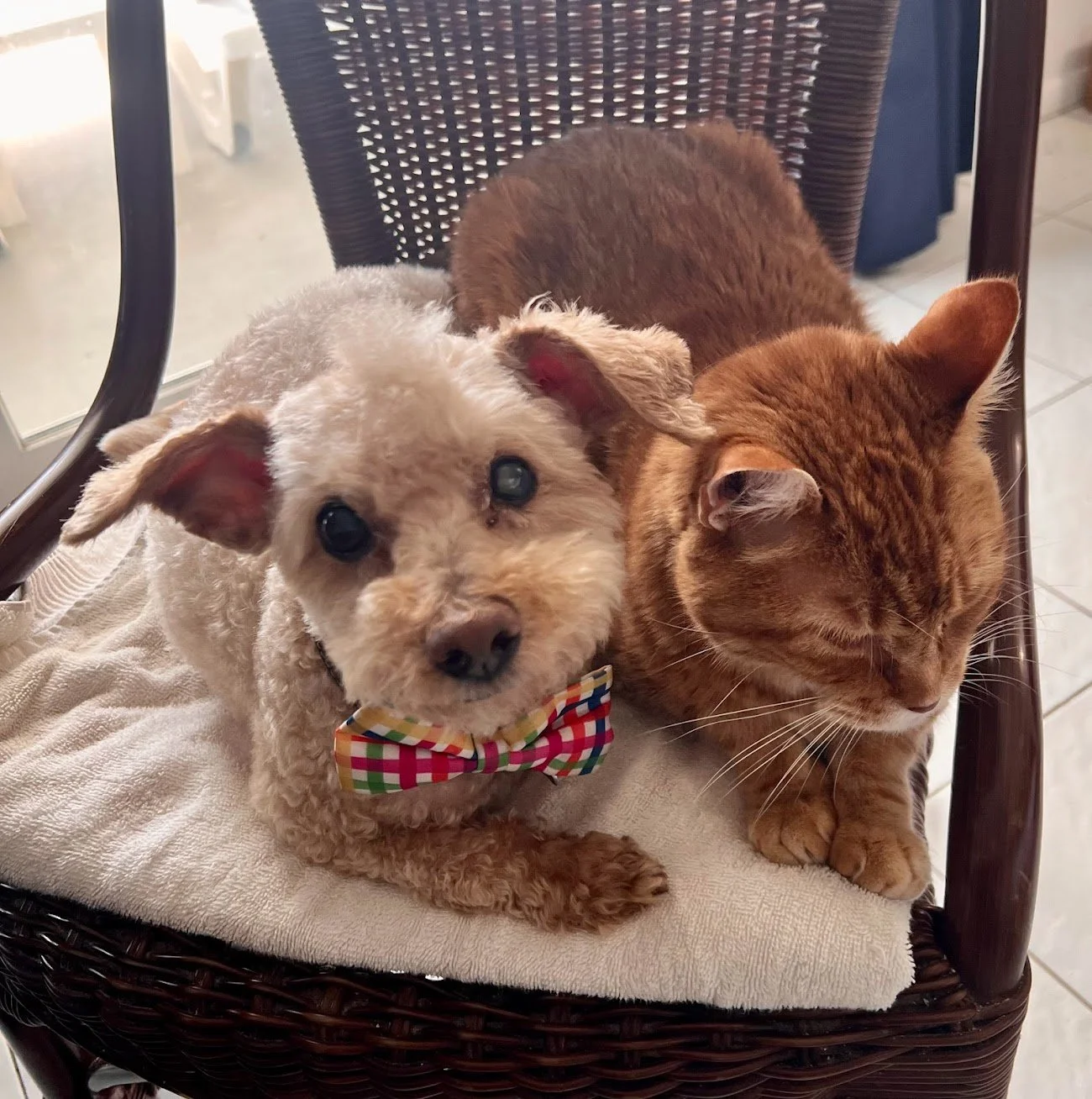 About Me — Emily St. Amant Counseling, PLLC