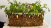 Swedish Sandwich Cake (Smörgåstårta) — Erin Jeanne McDowell