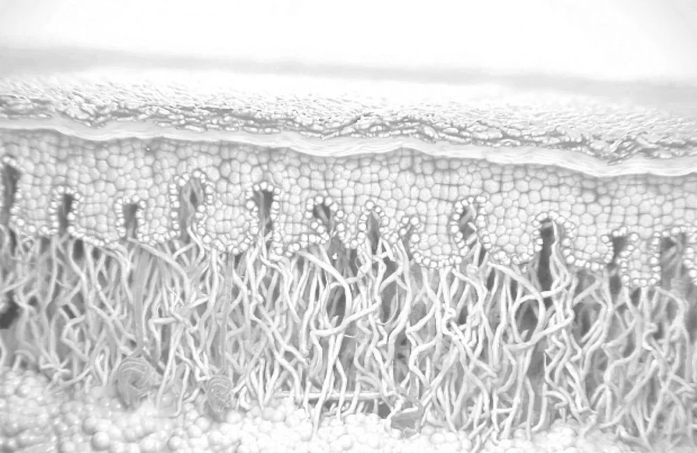 Sculptra Injections - Tighten Skin and Smooth Wrinkles Naturally