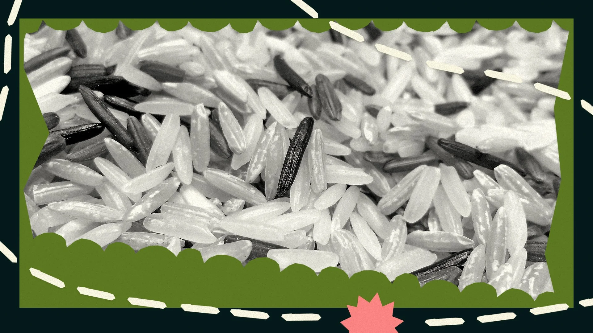 Rice’s Journey, From Asia and Africa to a Global Staple — HUMANIZING ...
