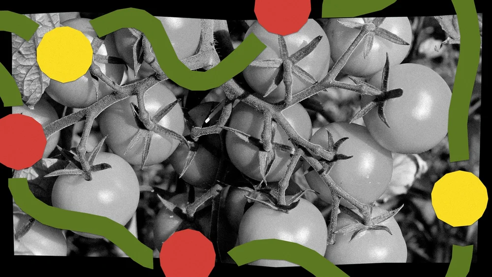 The Tomato’s Journey Through Time and Taste — HUMANIZING HISTORY
