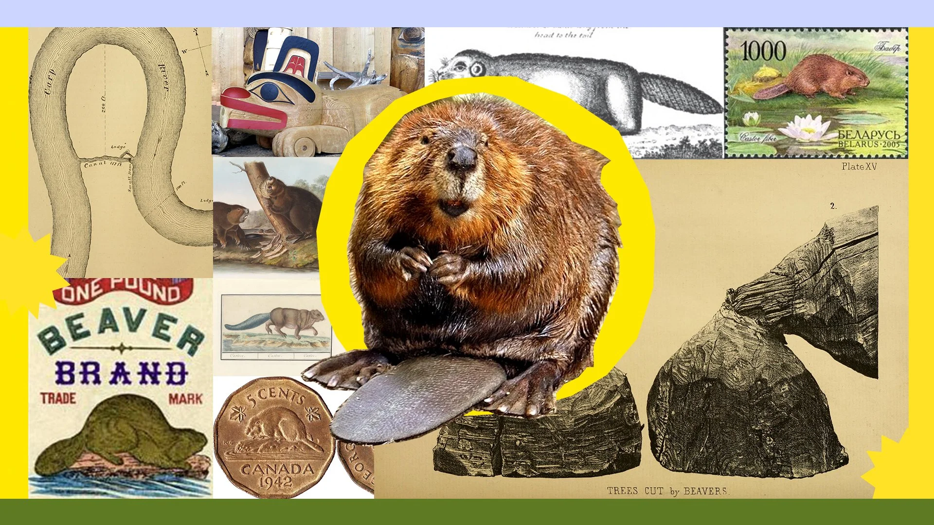 How Beavers Shaped Human History — HUMANIZING HISTORY