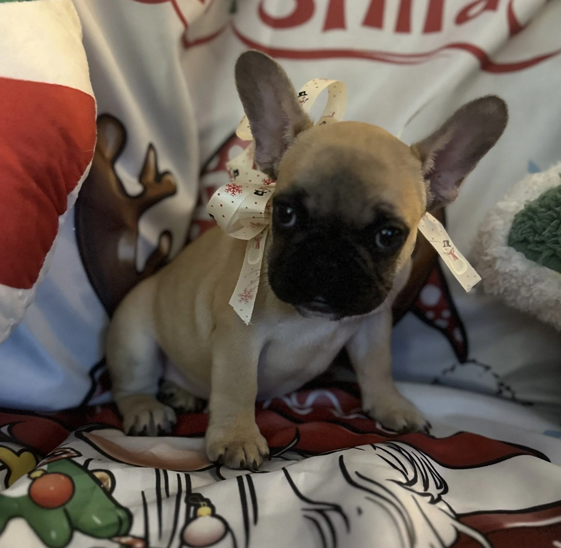 French Bulldogs — Blood Family Frenchie's