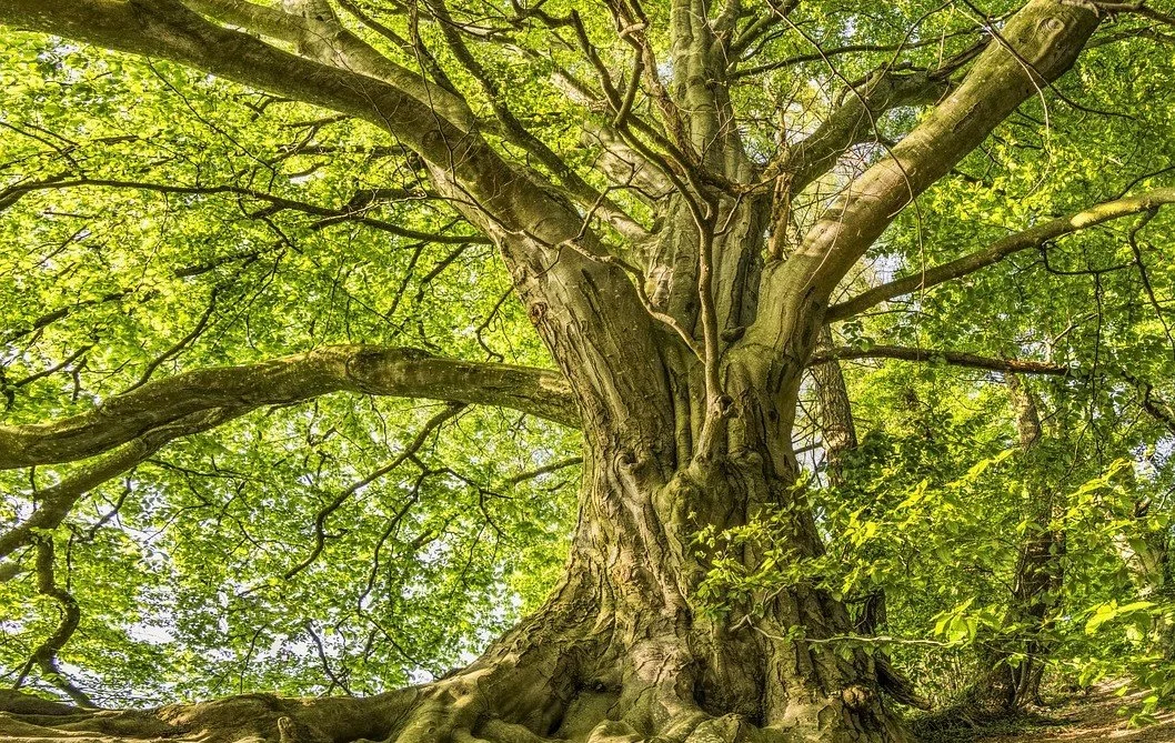 Buche: Baum des Wissens und der Weisheit