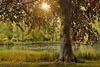 Buche: Baum des Wissens und der Weisheit