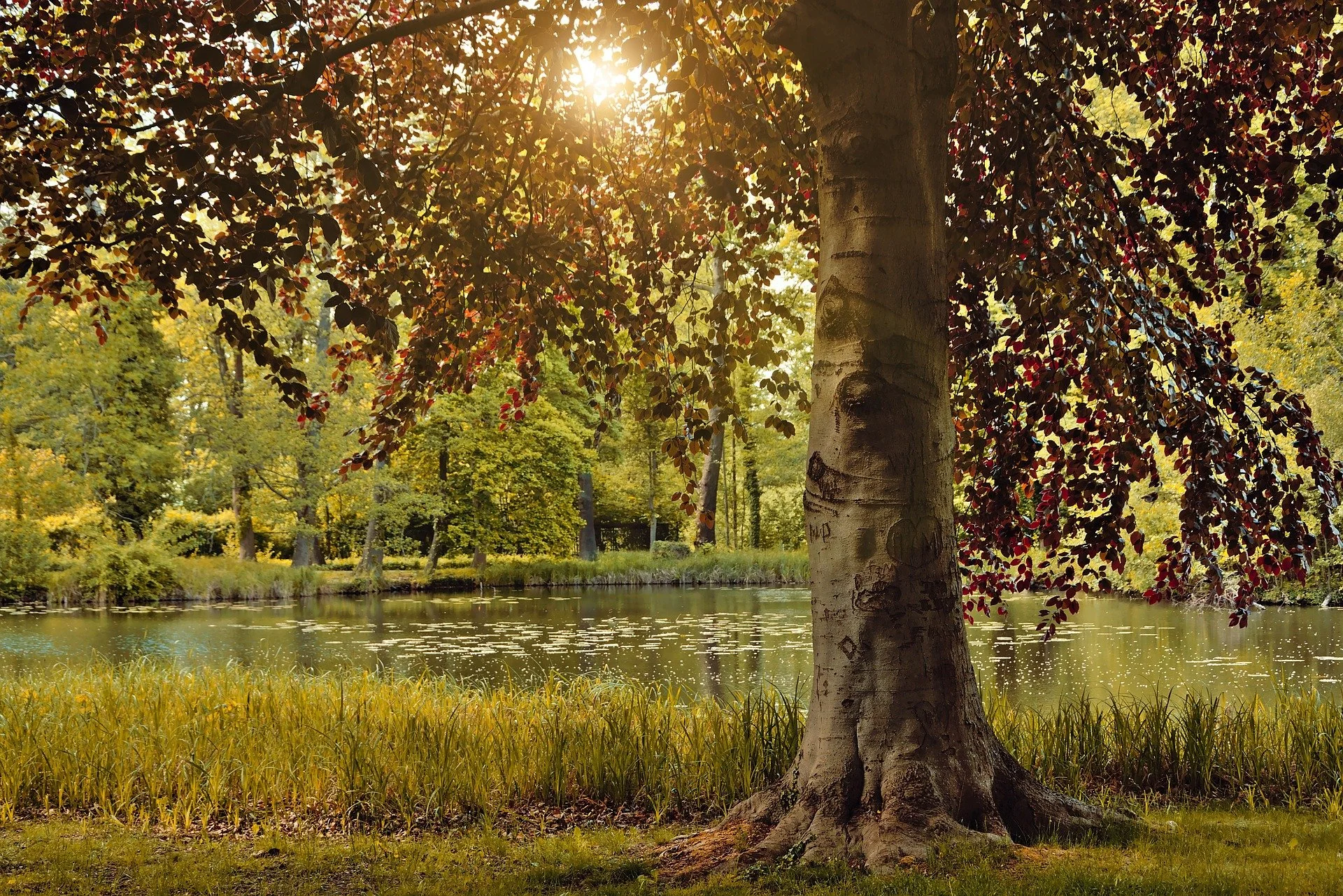 Buche: Baum des Wissens und der Weisheit