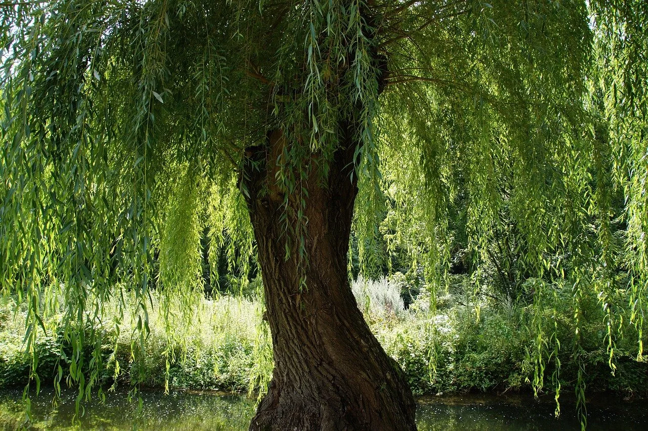 Weide: Baum des Trostes und Geborgenheit