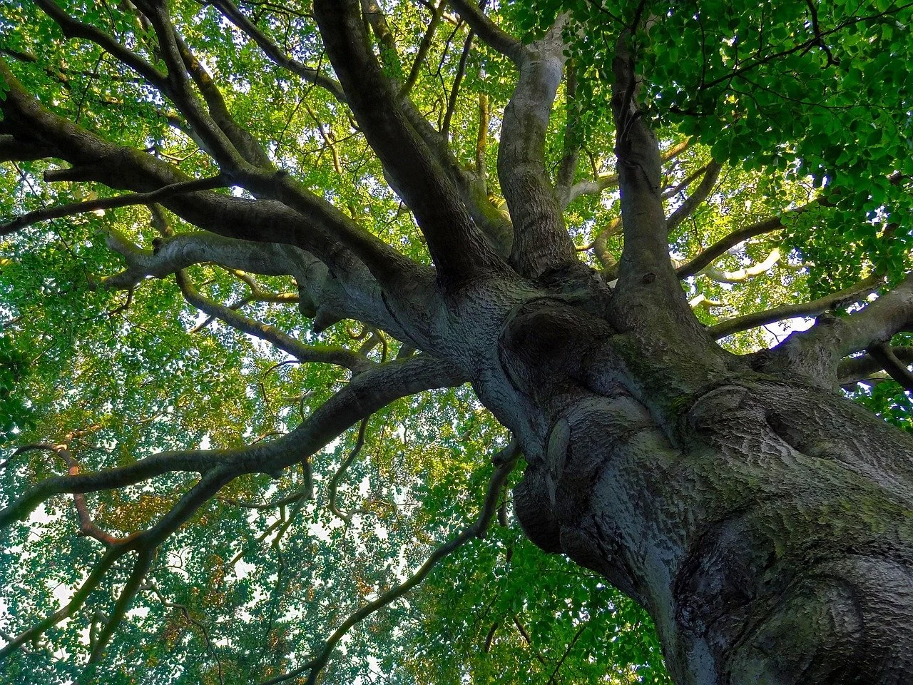 Buche: Baum des Wissens und der Weisheit