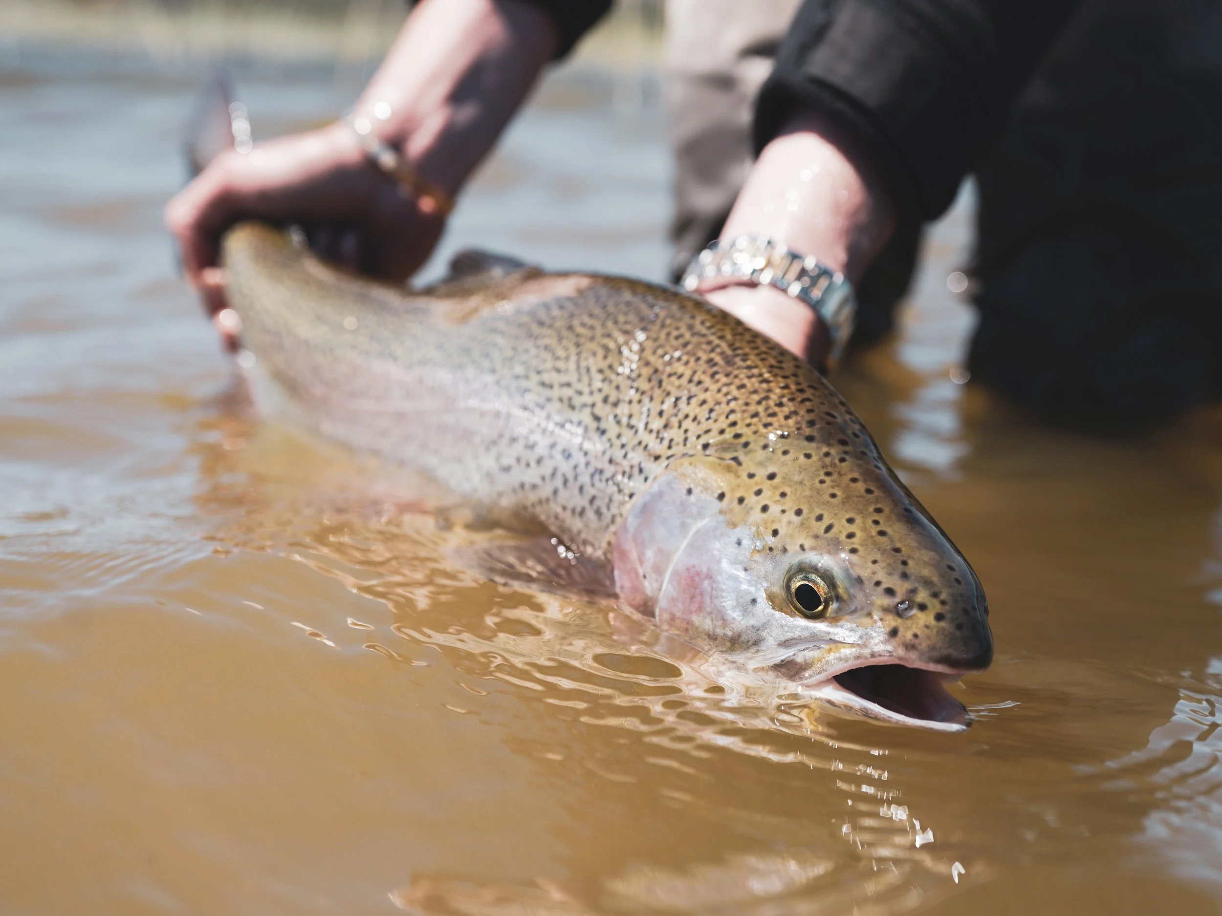 Argentina — Emily Rodger