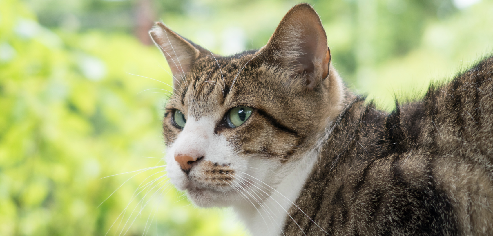 TNR | Join Our TNR Effort – Help Control Feral Cats — Whitman County ...