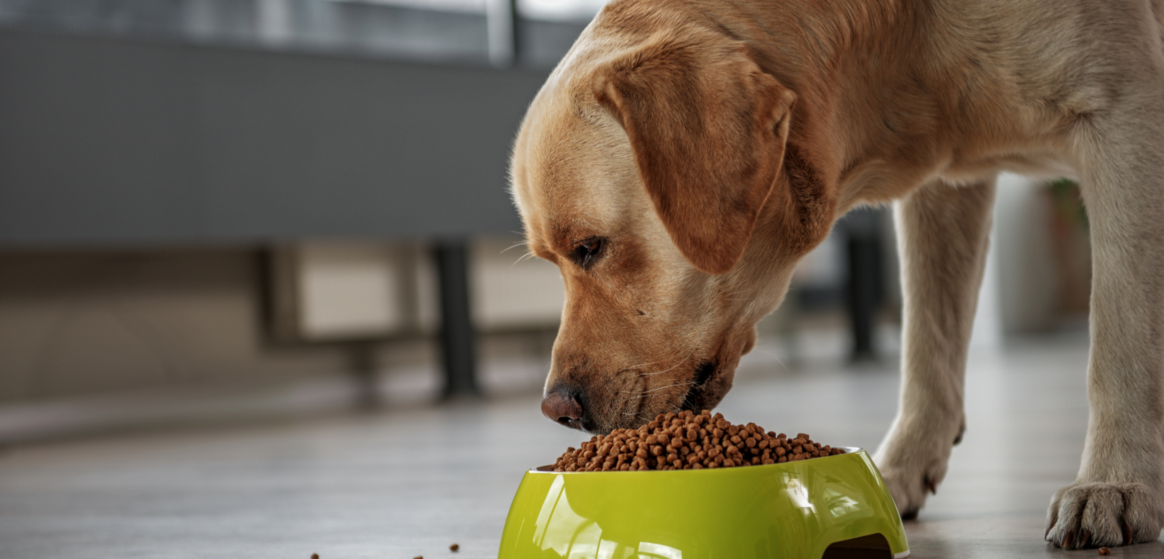 Pet Food Bank | Support Pets Now - Donate Today — Whitman County Humane ...