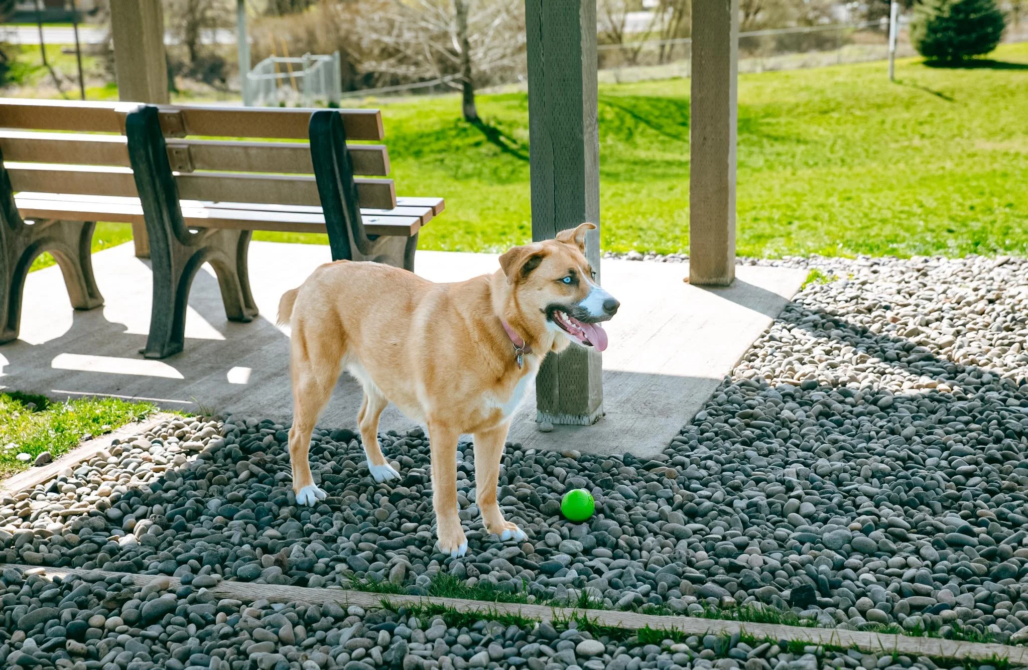 Pooch Park — Whitman County Humane Society