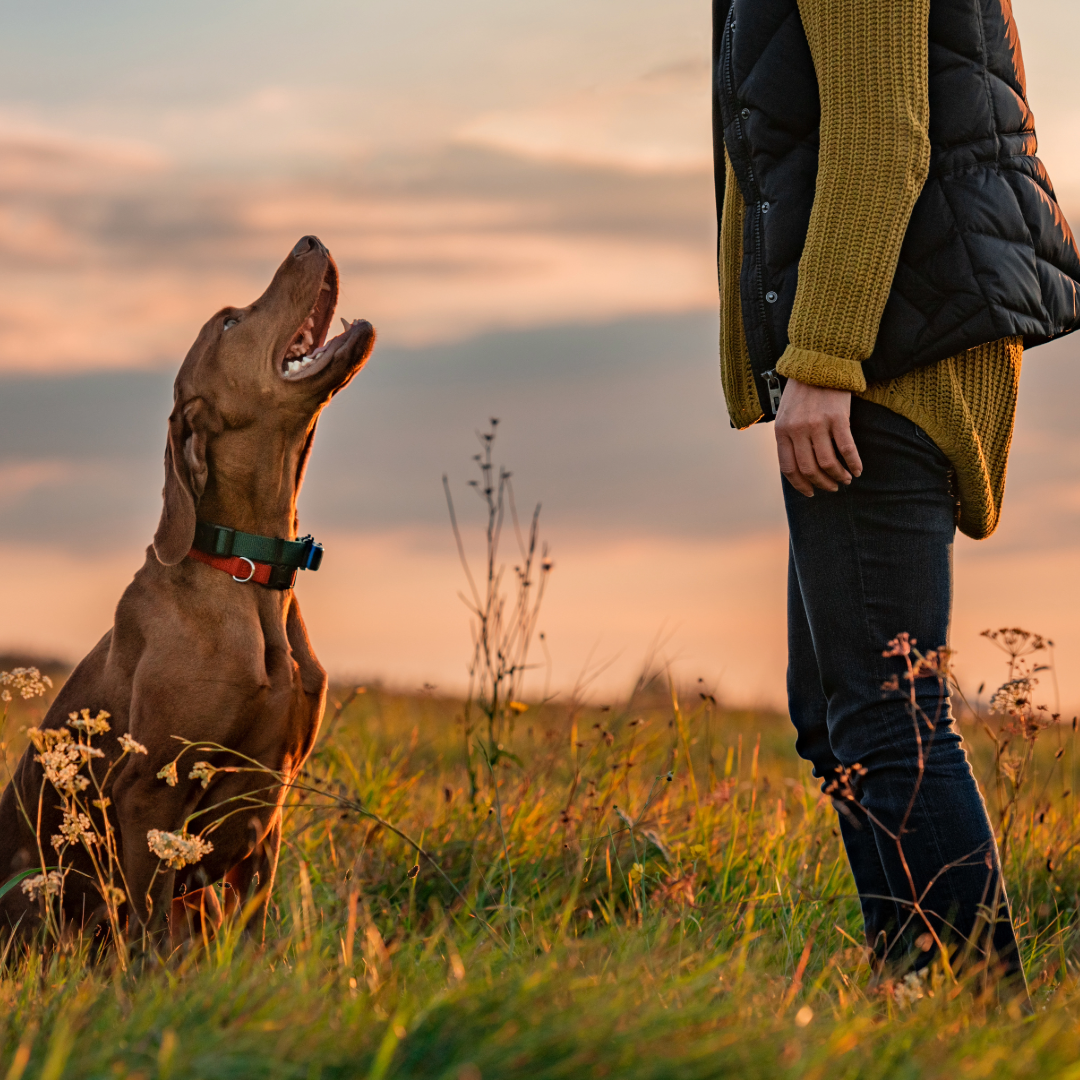 Pet Support Program | Support Pet Care Today — Whitman County Humane ...