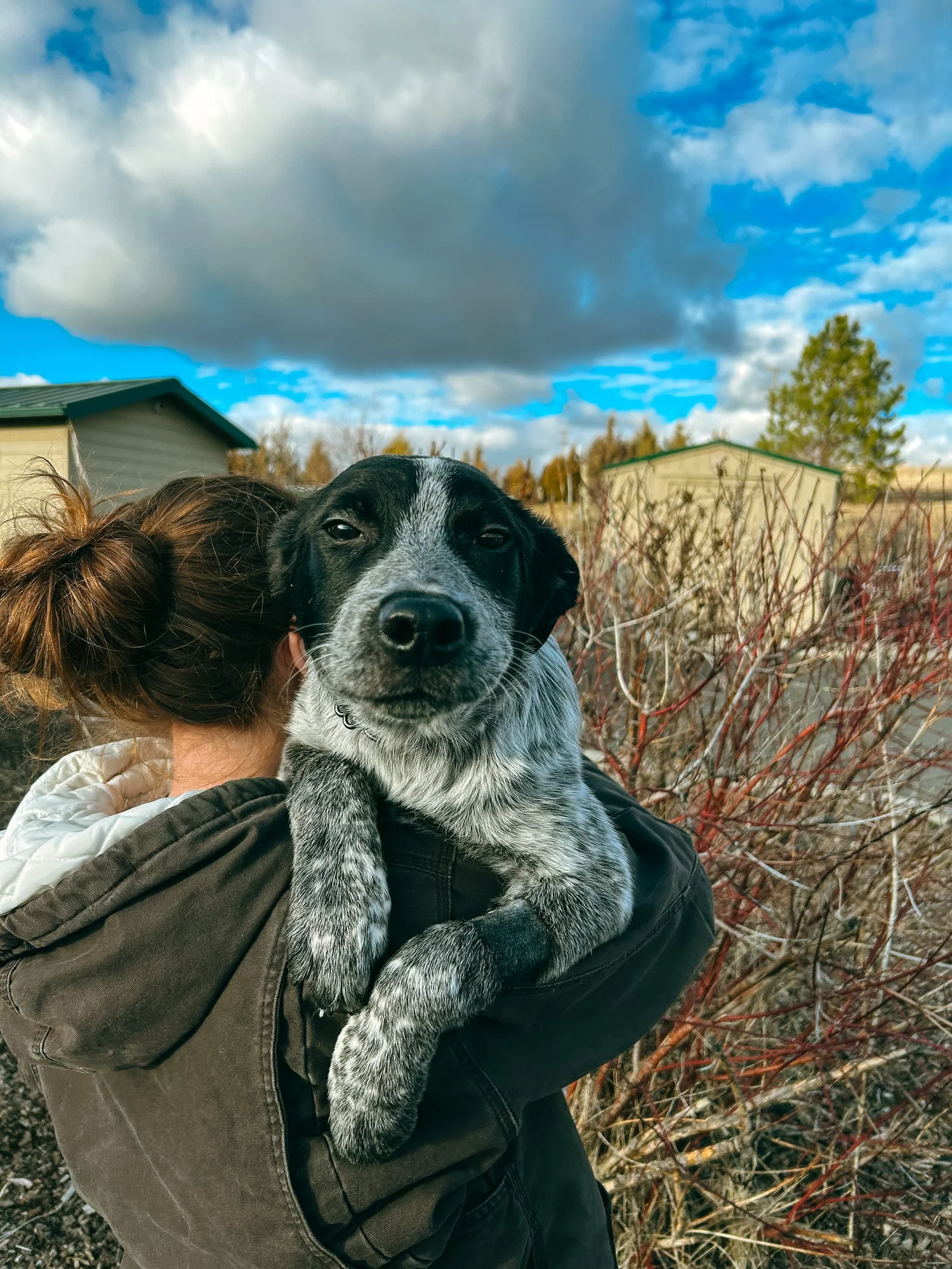 Careers | Join Our Animal Care Team Today — Whitman County Humane Society