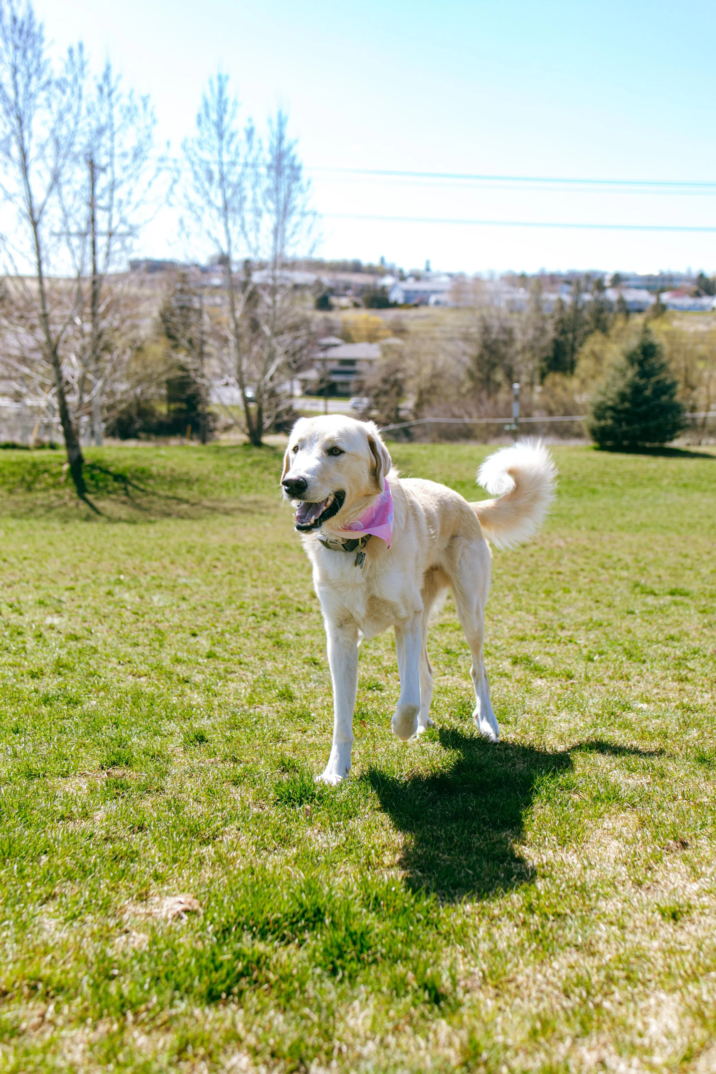 Pooch Park | Join the Fun Today — Whitman County Humane Society