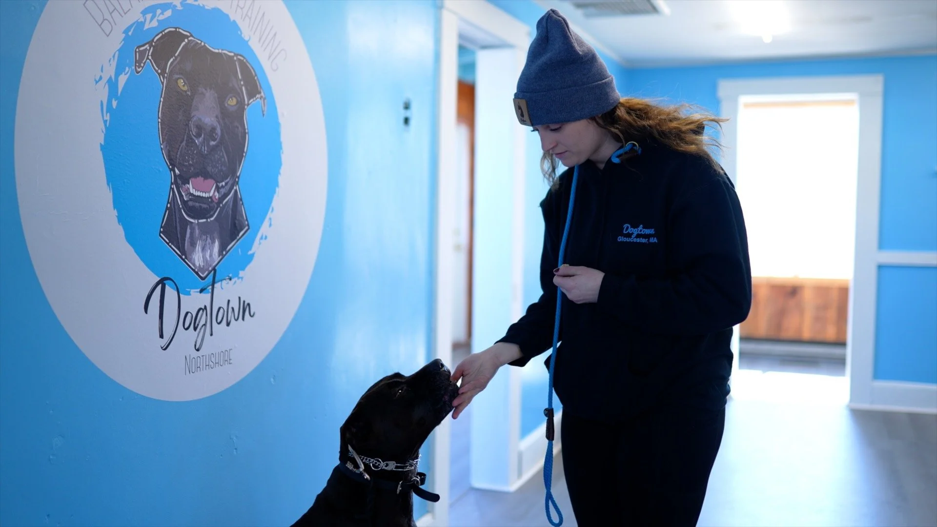 DOGTOWN Dog Daycare, Grooming, Training, Boarding, Day Camp