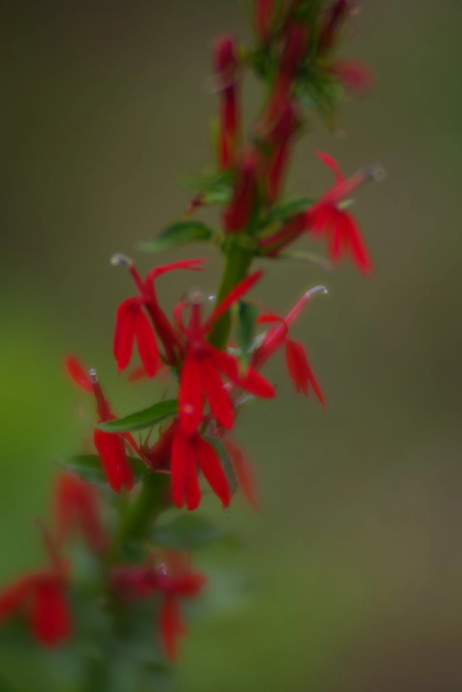 Life in Boyd — City of Boyd, Minnesota