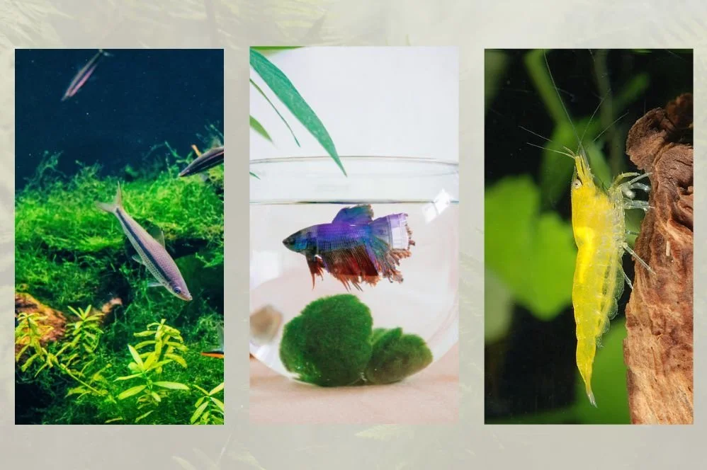 Home — Salon de la nature