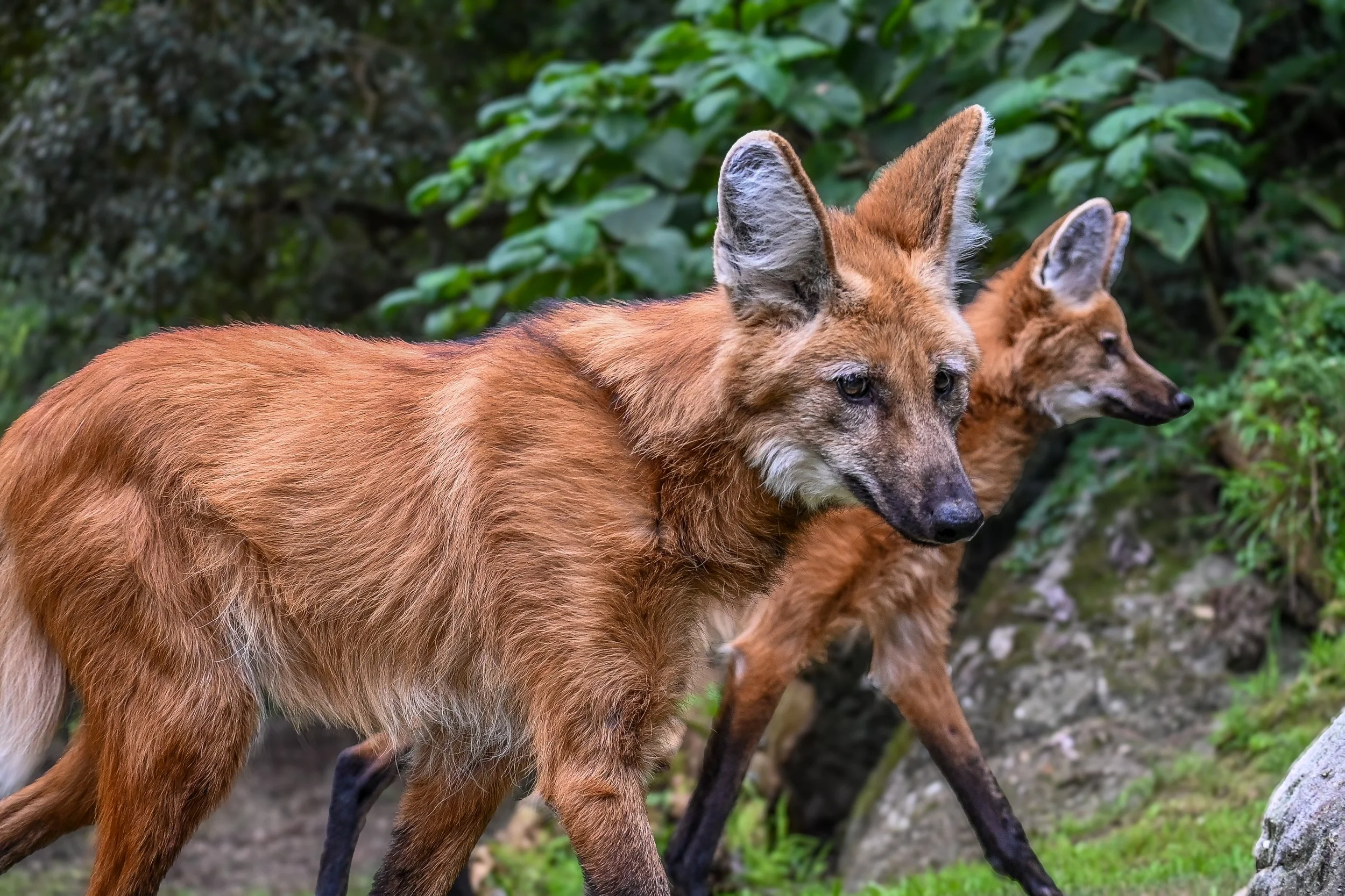 Maned Wolf — Shoalhaven Zoo