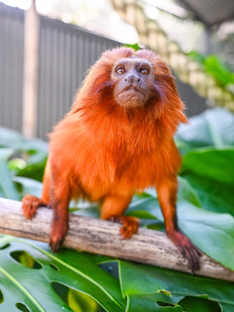 Animals — Shoalhaven Zoo