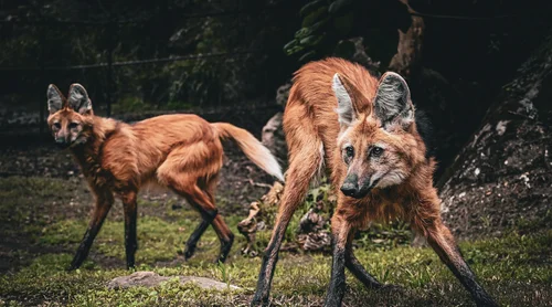 Maned Wolf — Shoalhaven Zoo