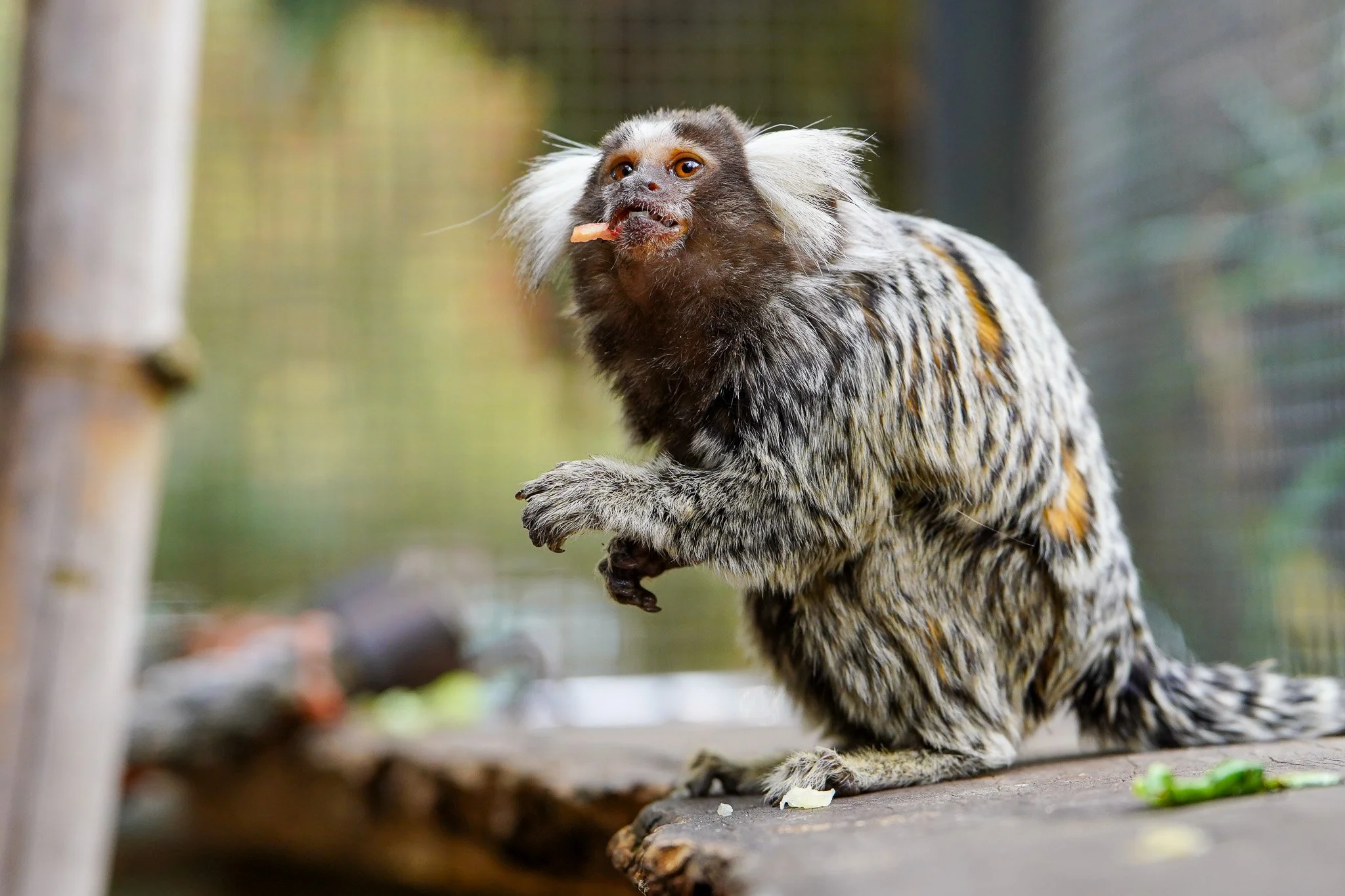 Marmoset — Shoalhaven Zoo