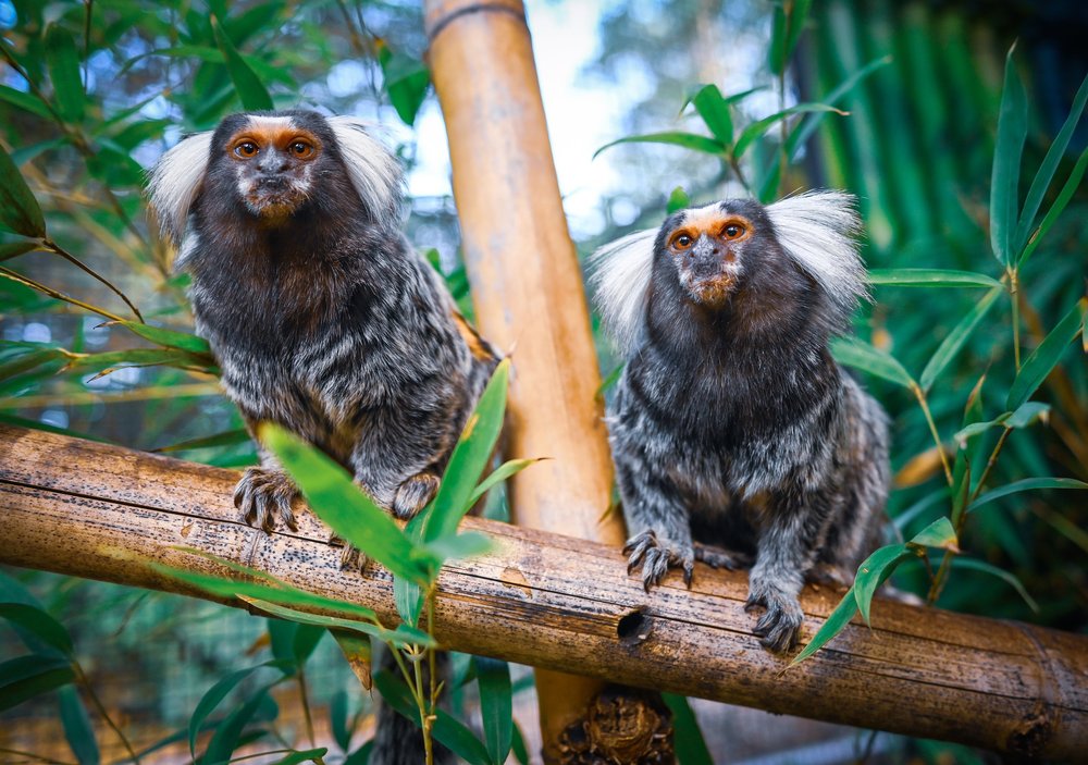 Marmoset — Shoalhaven Zoo