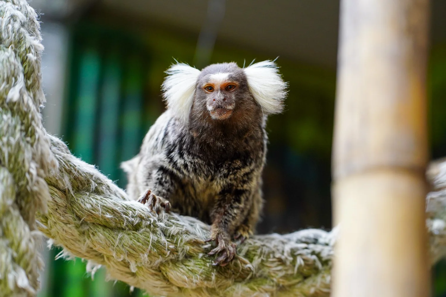 Marmoset — Shoalhaven Zoo
