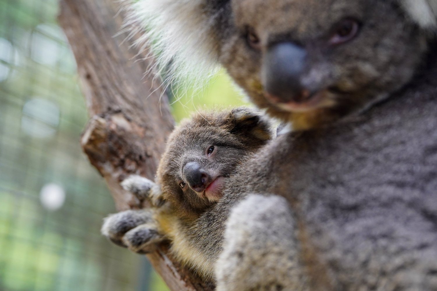 Koala — Shoalhaven Zoo