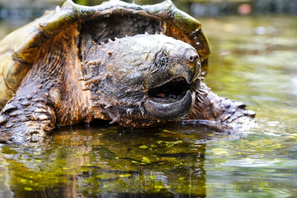 Animals — Shoalhaven Zoo